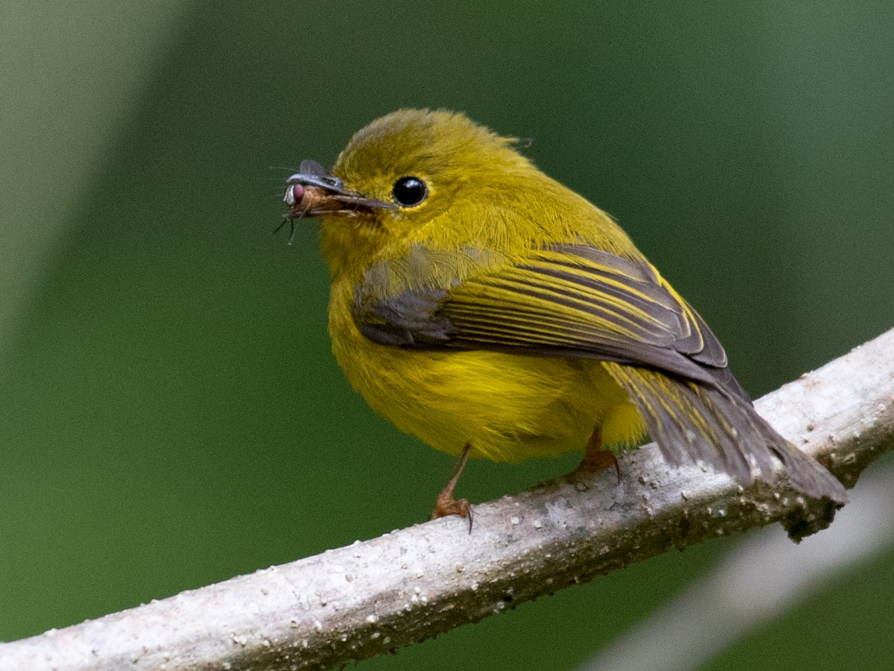 Citrine Canary-Flycatcher - eBird