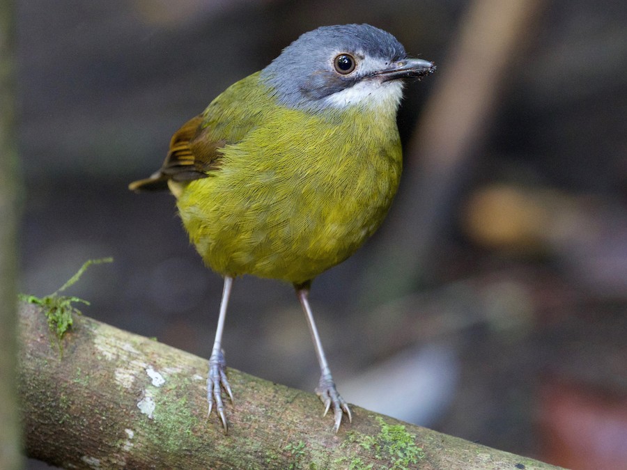 Green-backed Robin - eBird