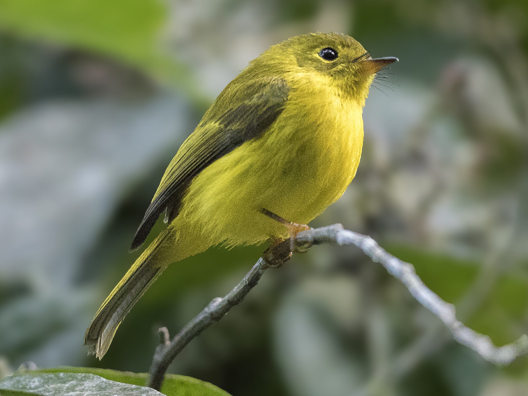 Citrine Canary-Flycatcher - eBird