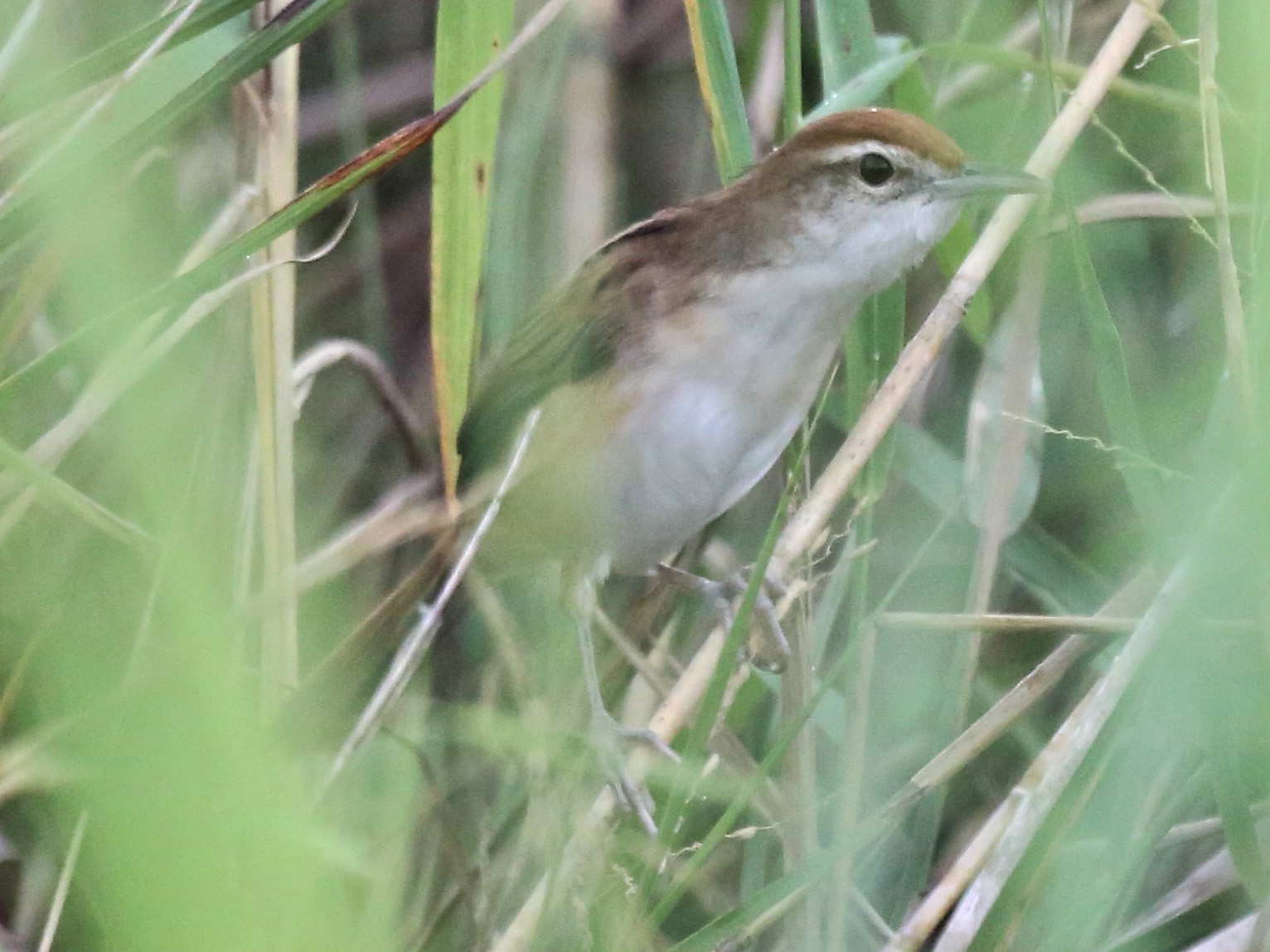 Fly River Grassbird - eBird