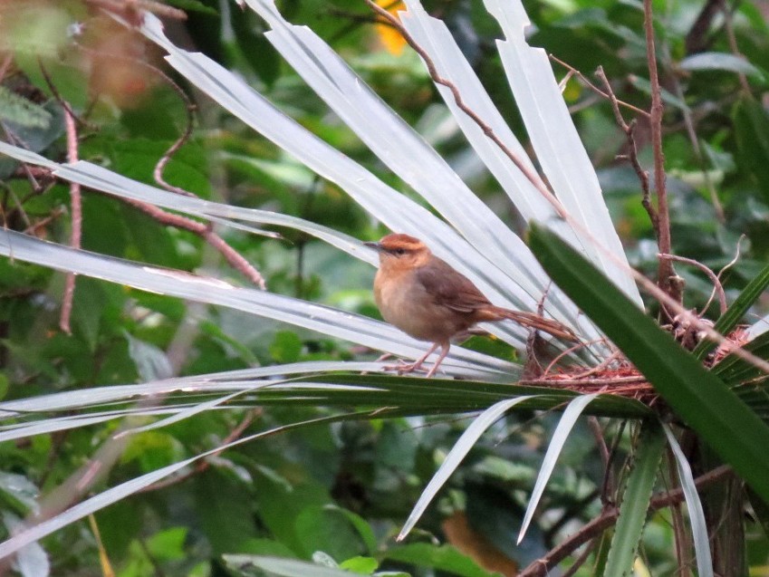 Buff-banded Bushbird - eBird