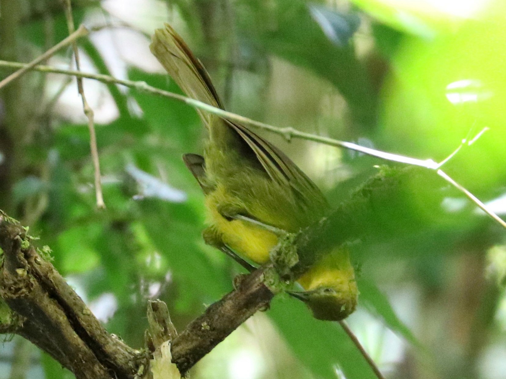 Malia des Célèbes - eBird