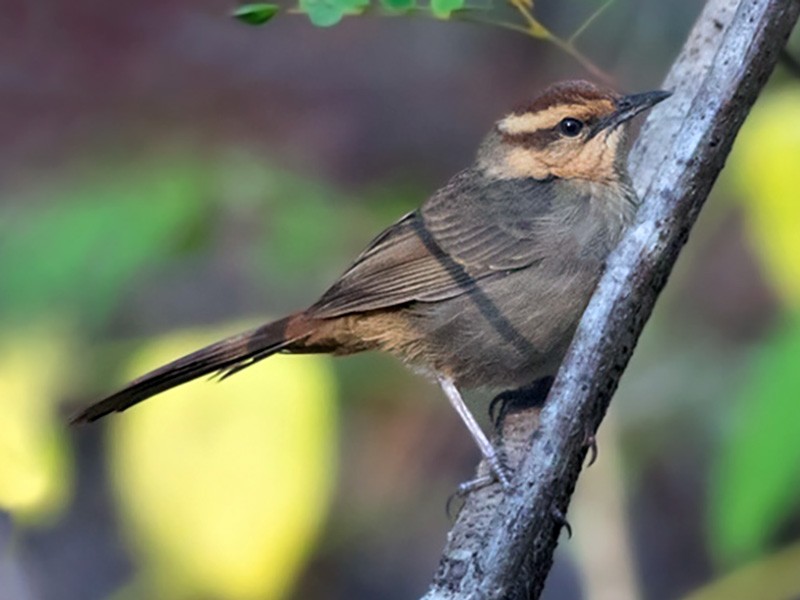 Buff-banded Bushbird - eBird