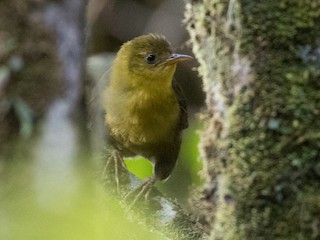 Malia - eBird