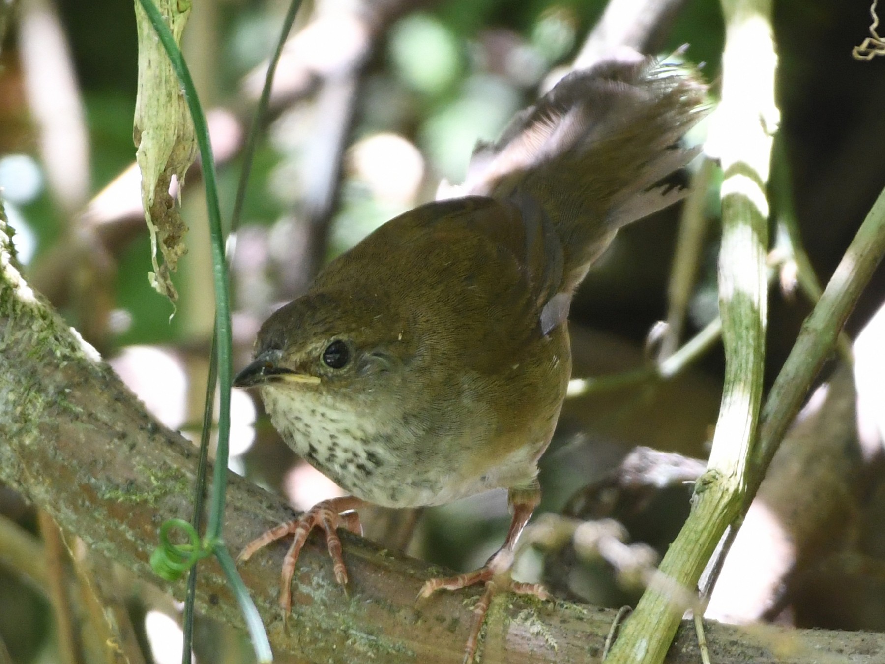 Javan Bush Warbler - eBird