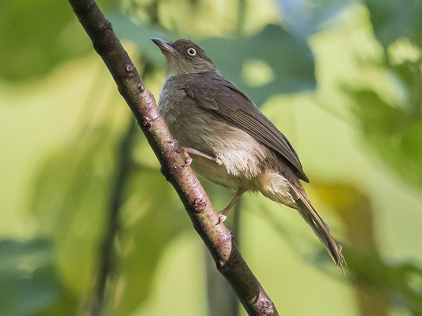 Cream-eyed Bulbul - eBird