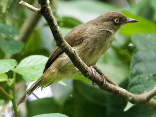 Cream-eyed Bulbul - eBird