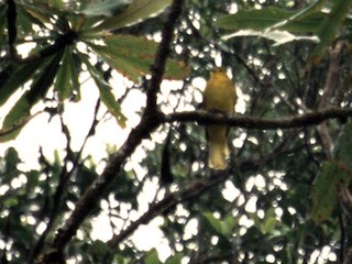 Sangihe Golden-Bulbul - Hypsipetes platenae - Birds of the World