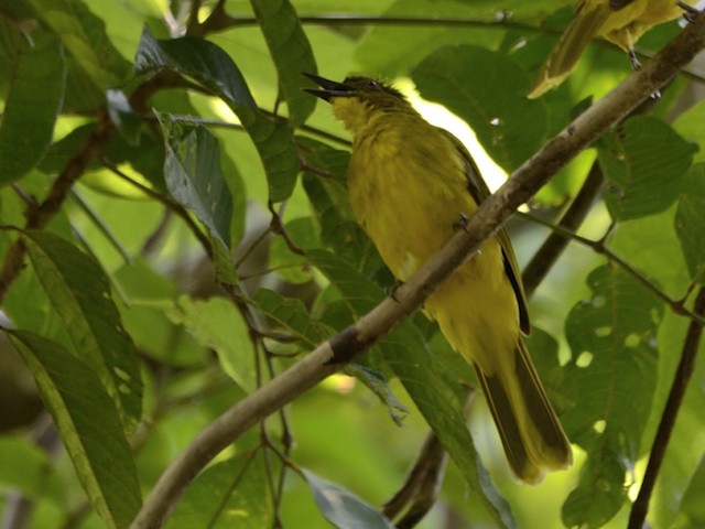 Photos - Togian Golden-Bulbul - Hypsipetes aureus - Birds of the World