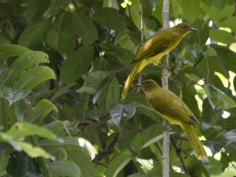 Togian Golden-Bulbul - eBird