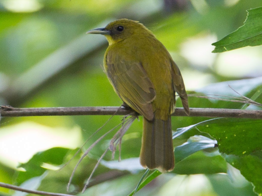 Halmahera Golden-Bulbul - eBird