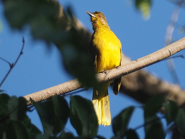 Photos - Togian Golden-Bulbul - Hypsipetes aureus - Birds of the World