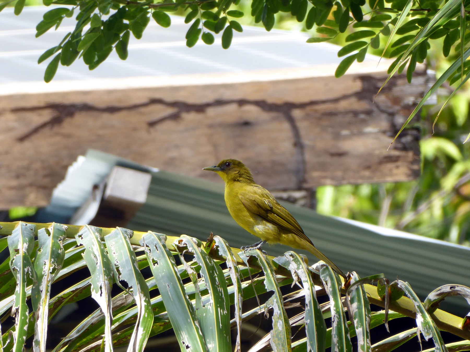 Halmahera Golden-Bulbul - eBird