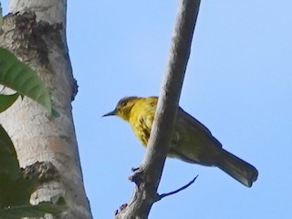 Obi Golden-Bulbul - eBird