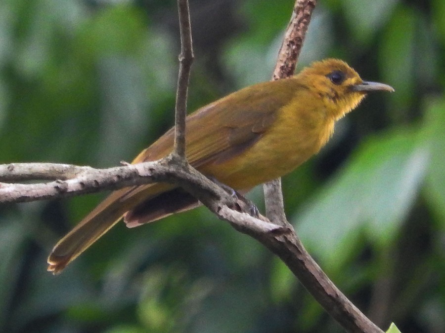 Obi Golden-Bulbul - eBird