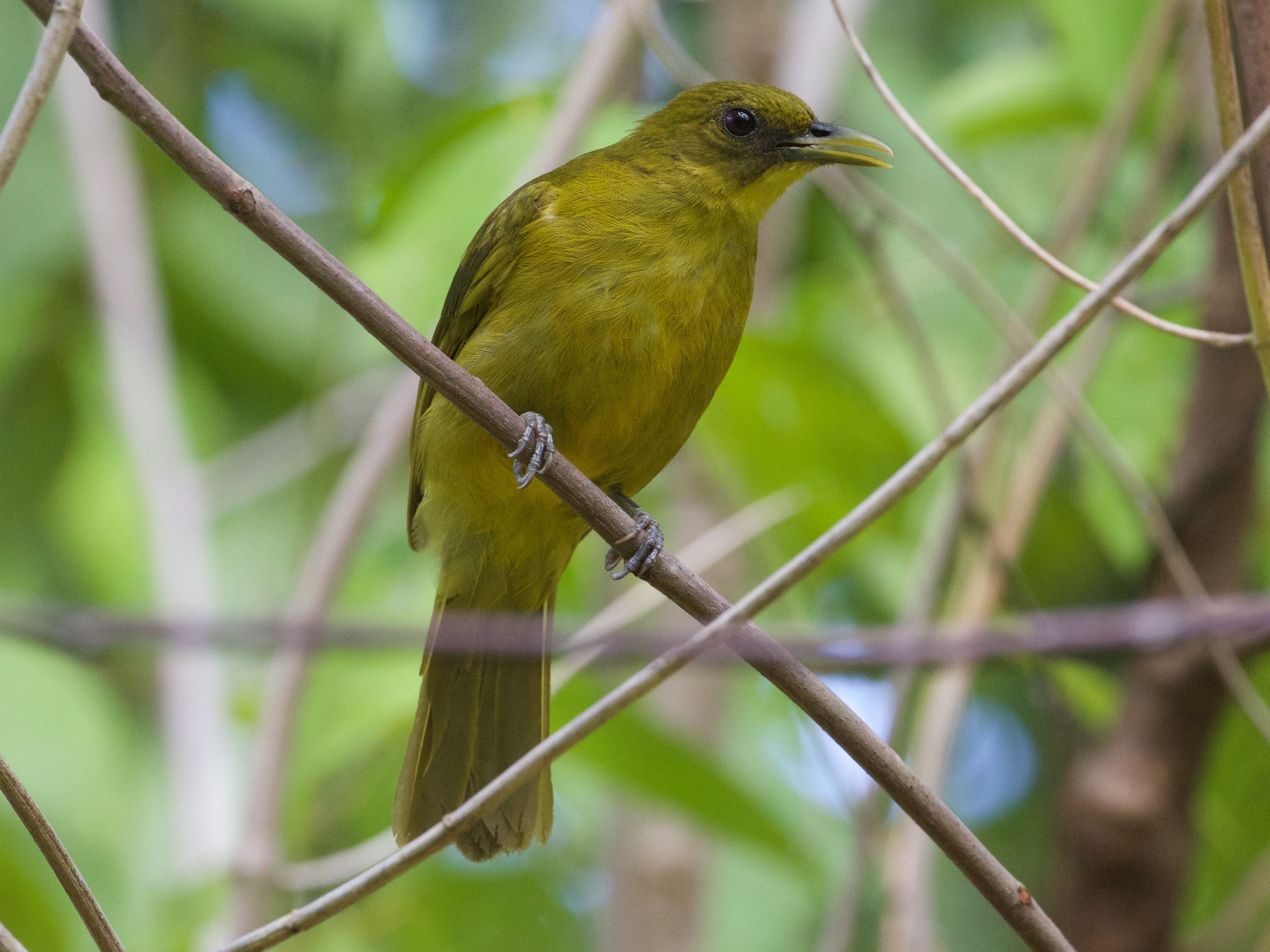 Halmahera Golden-Bulbul - eBird