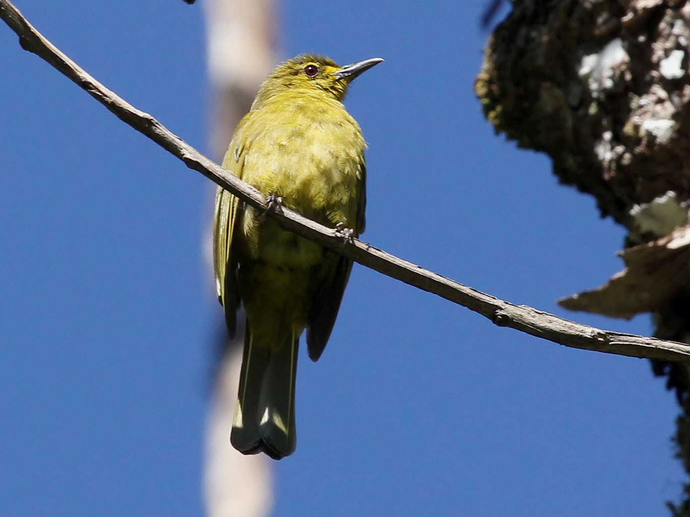 Buru Golden-Bulbul - eBird