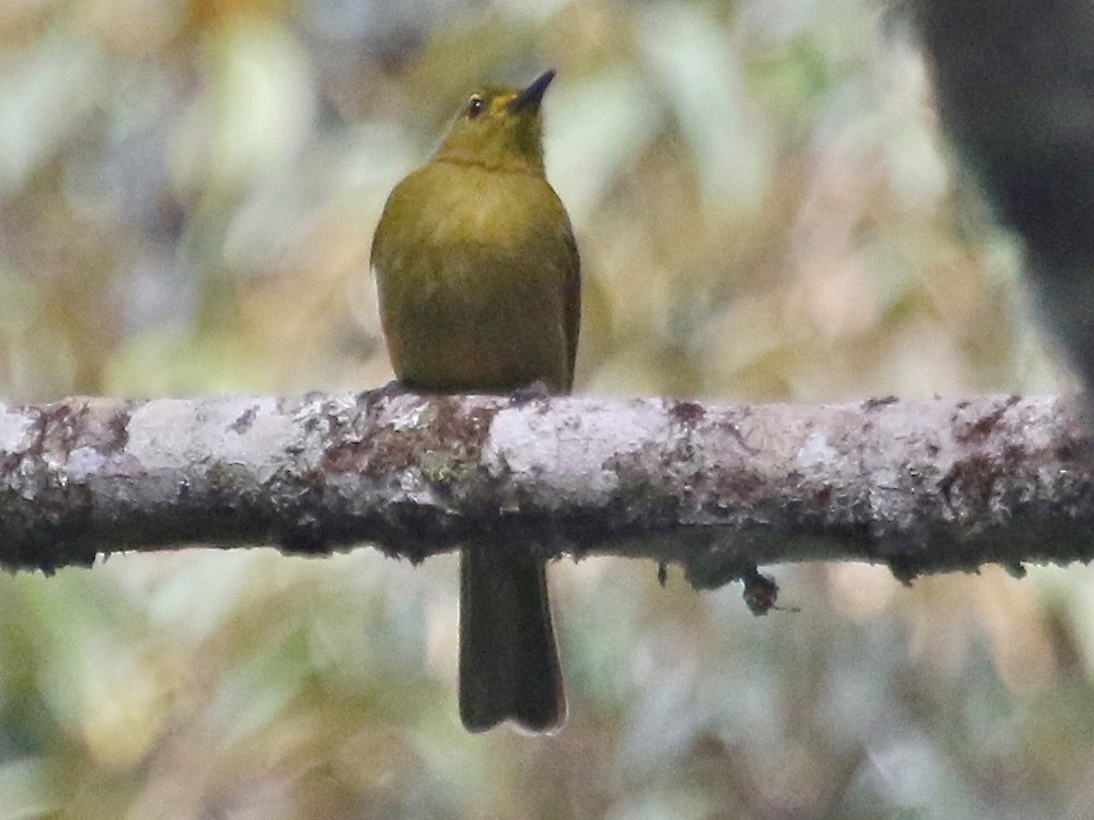 Buru Golden-Bulbul - eBird