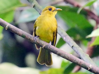 Obi Golden-Bulbul - eBird