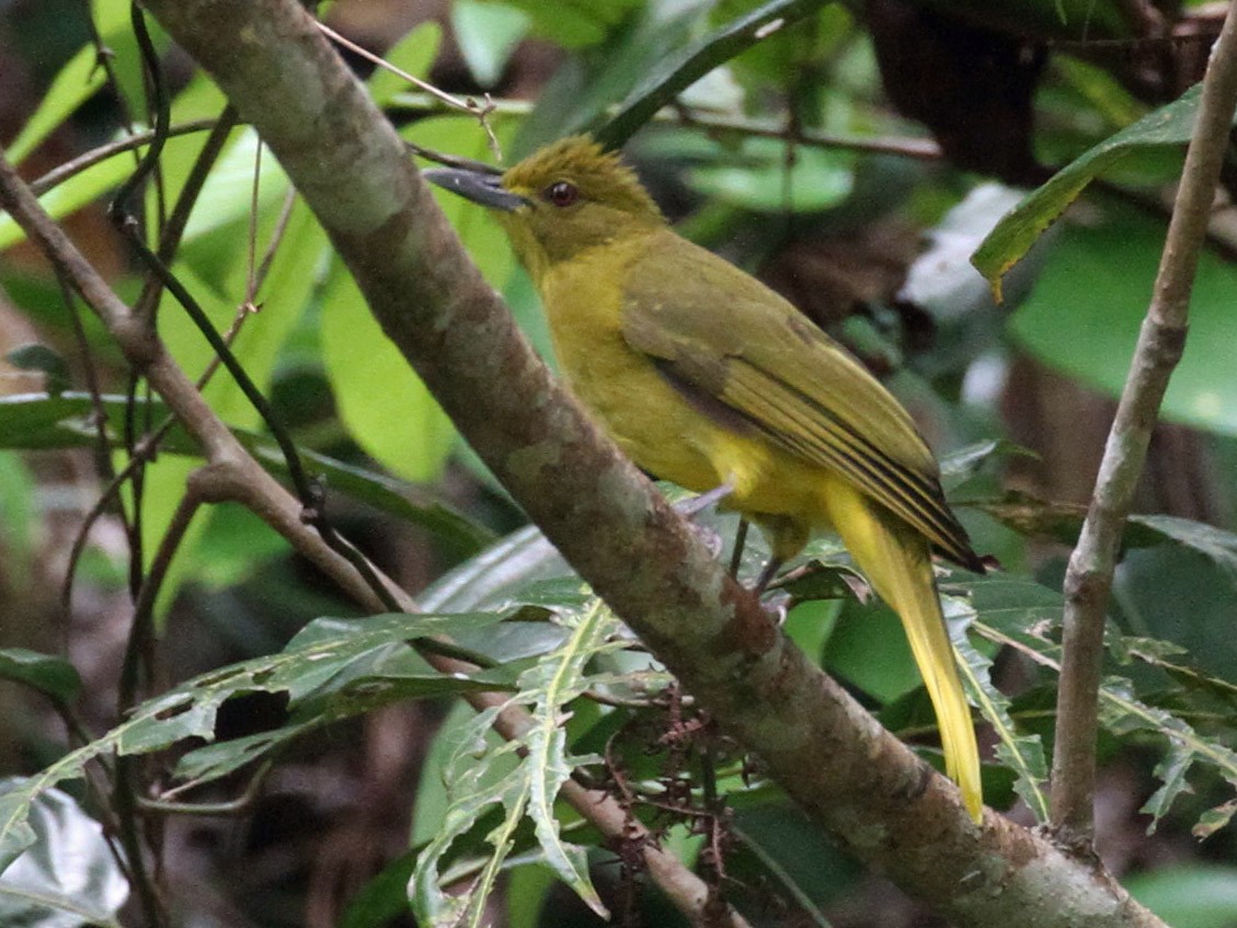 Seram Golden-Bulbul - eBird