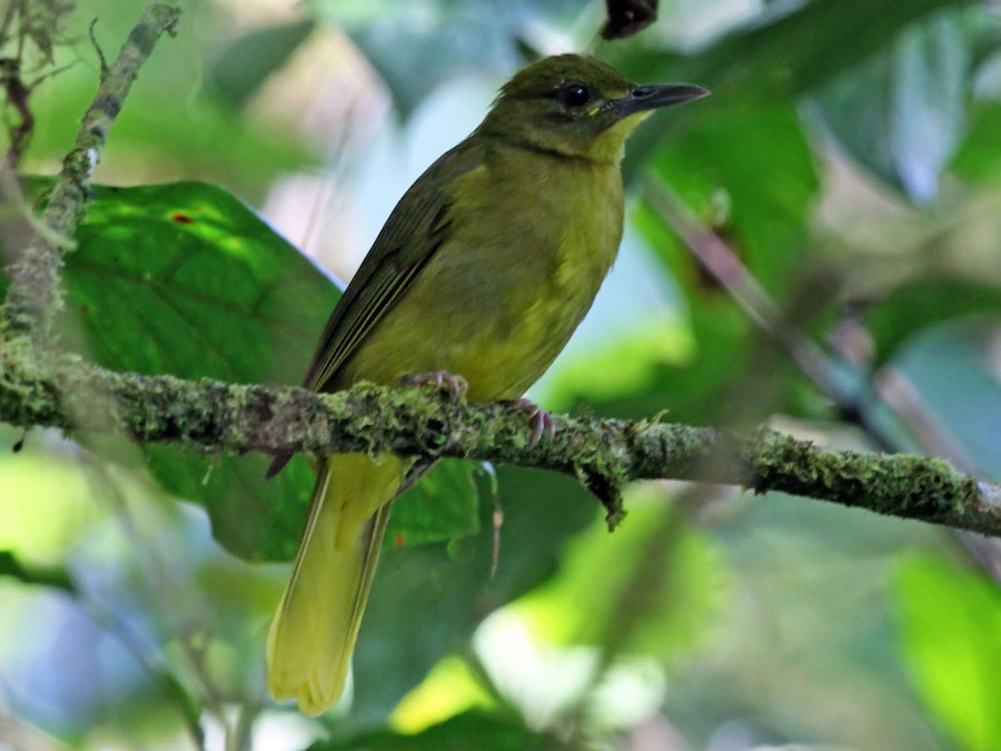 Seram Golden-Bulbul - eBird
