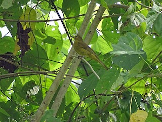 Buru Golden-Bulbul - eBird