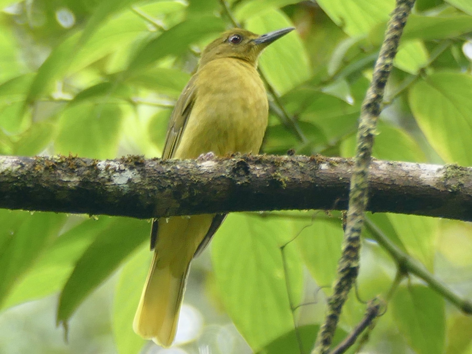 Seram Golden-Bulbul - eBird