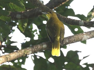 Seram Golden-Bulbul - eBird