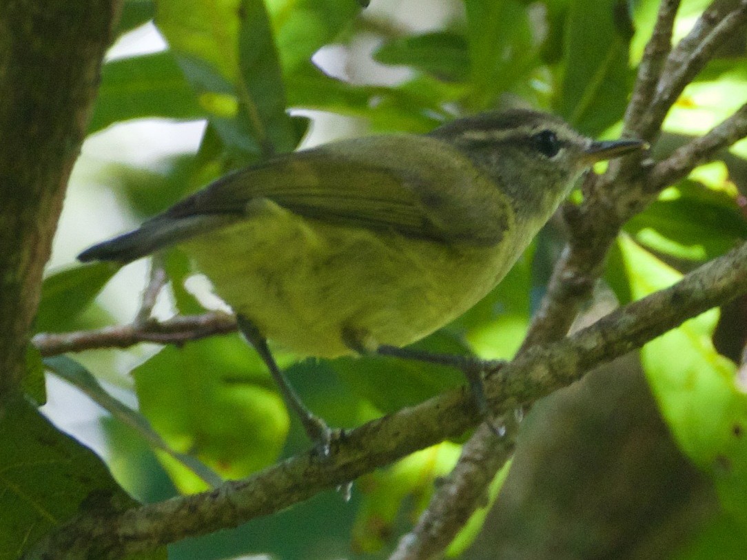 Timor Leaf Warbler - eBird