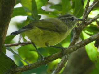 Timor Leaf Warbler - eBird