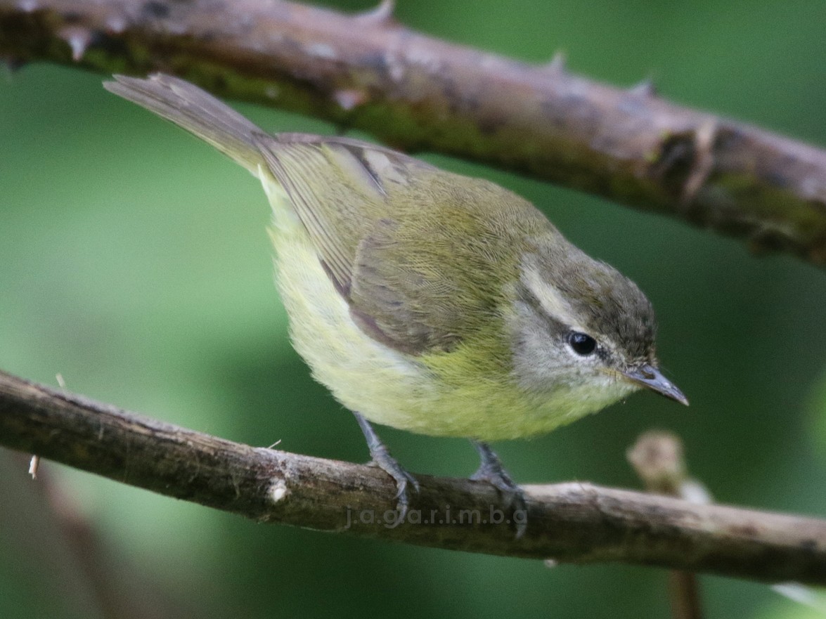 Timor Leaf Warbler - eBird