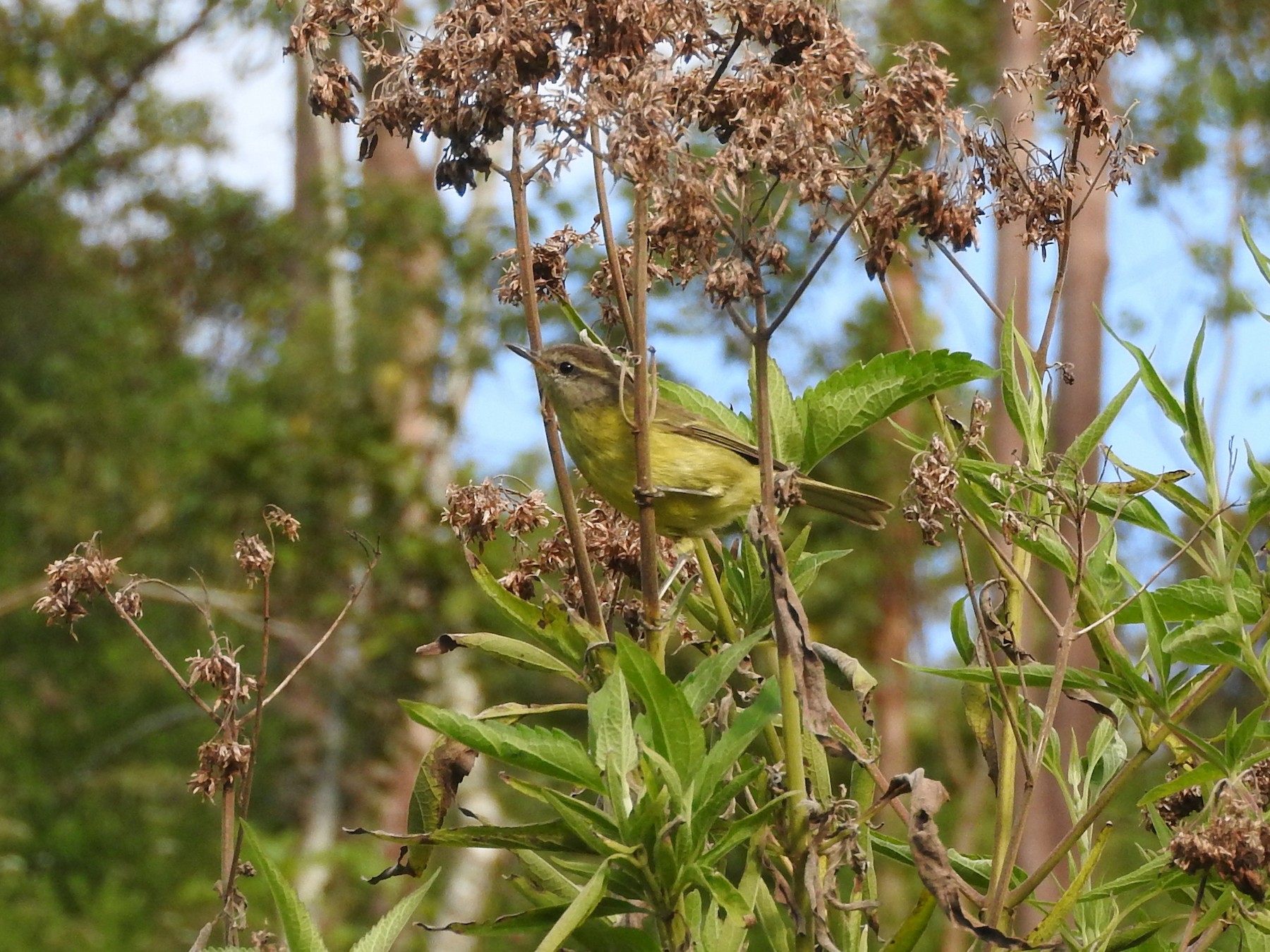 Timor Leaf Warbler - eBird