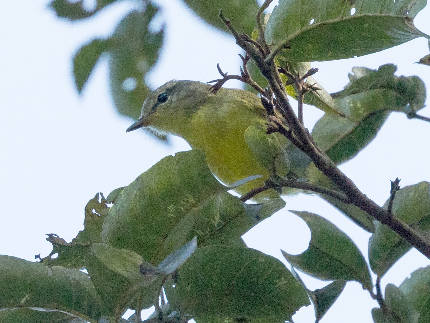 Timor Leaf Warbler - eBird