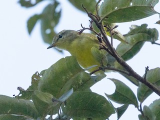 Timor Leaf Warbler - eBird