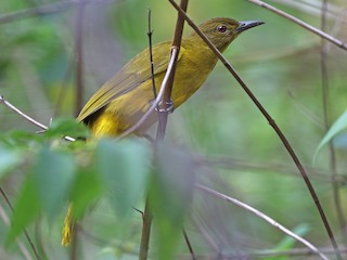 Togian Golden-Bulbul - Hypsipetes aureus - Birds of the World