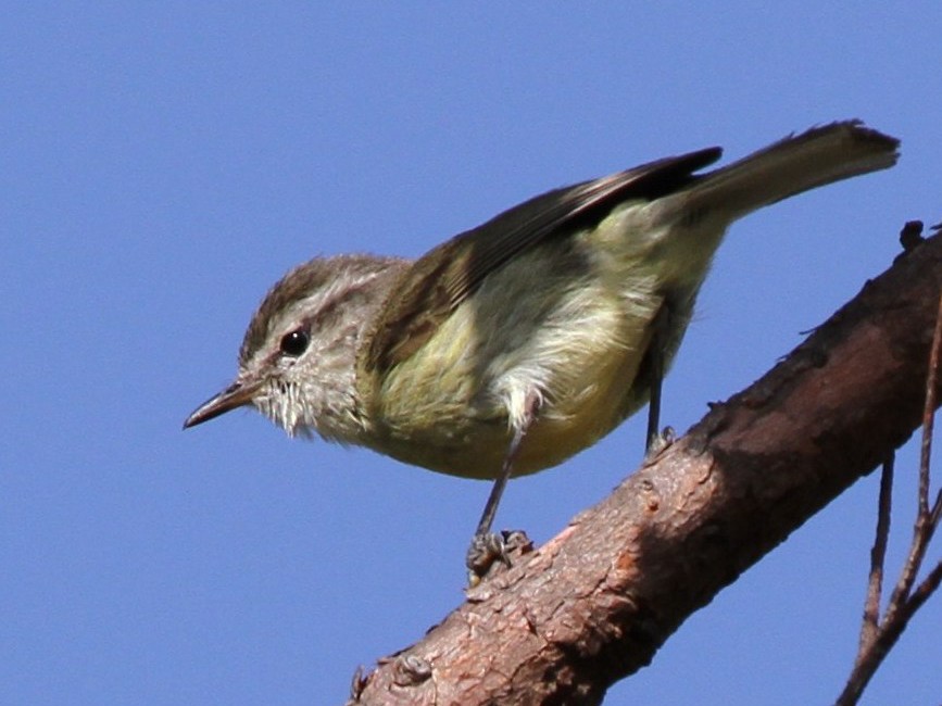 Timor Leaf Warbler - eBird
