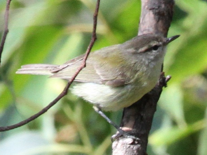 Timor Leaf Warbler - eBird