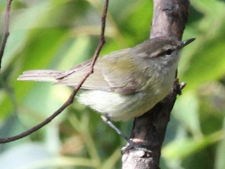 Timor Leaf Warbler - eBird