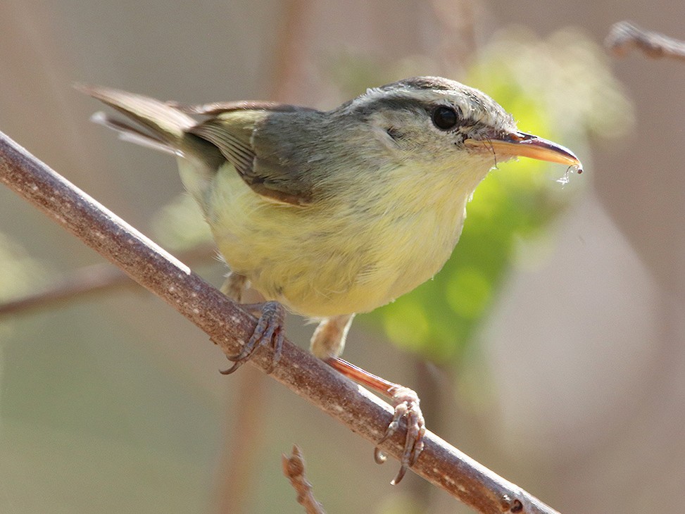 Rote Leaf Warbler - Phylloscopus rotiensis - Birds of the World