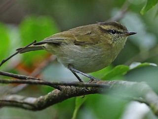 Lompobattang Leaf Warbler - eBird