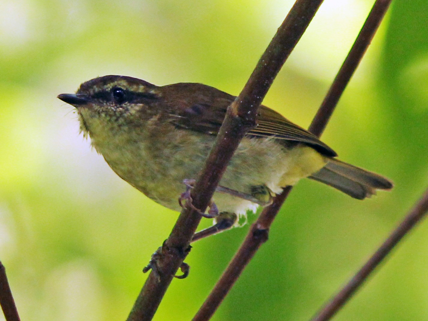 Sulawesi Leaf Warbler - eBird