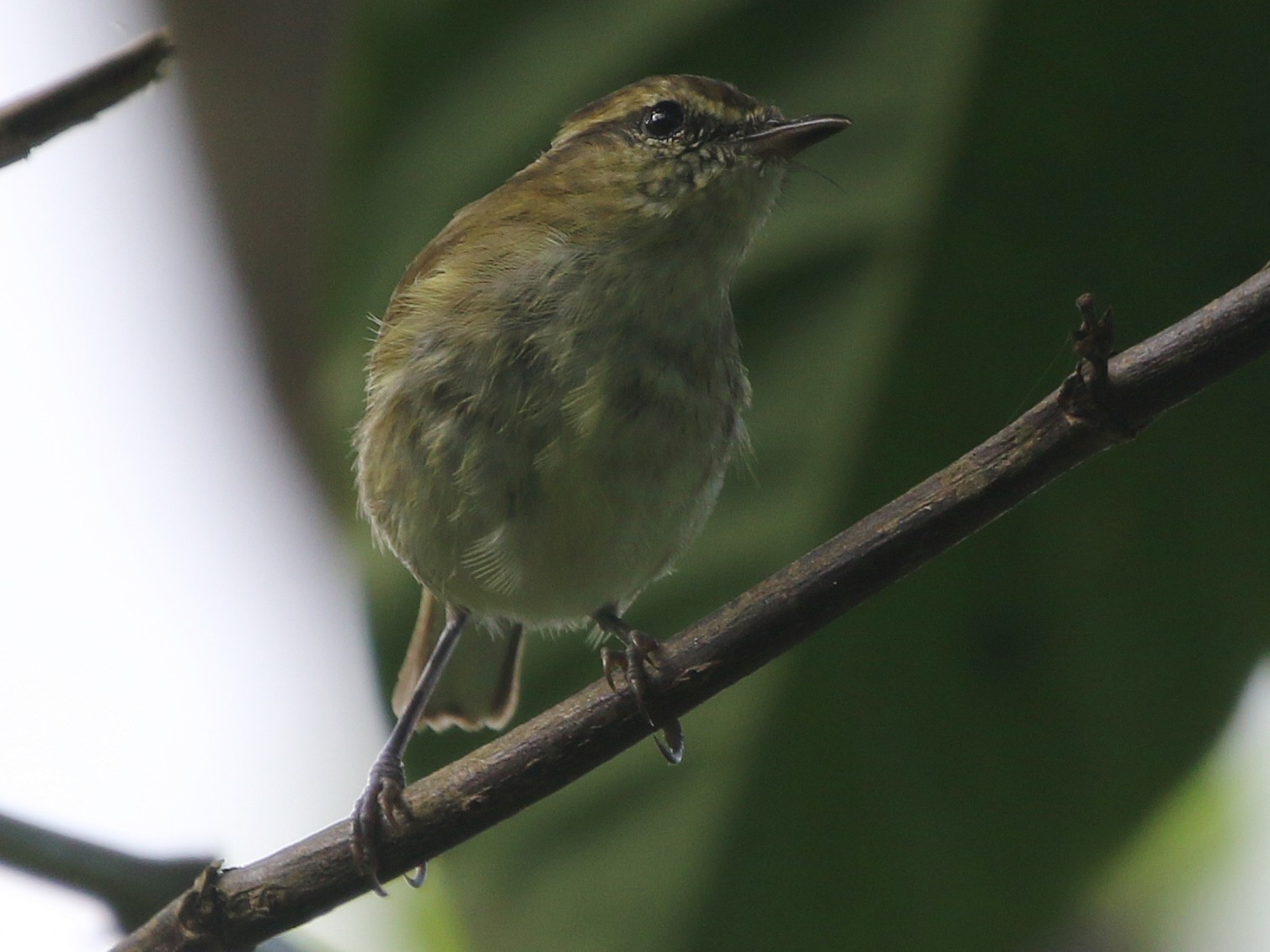 Sulawesi Leaf Warbler - eBird