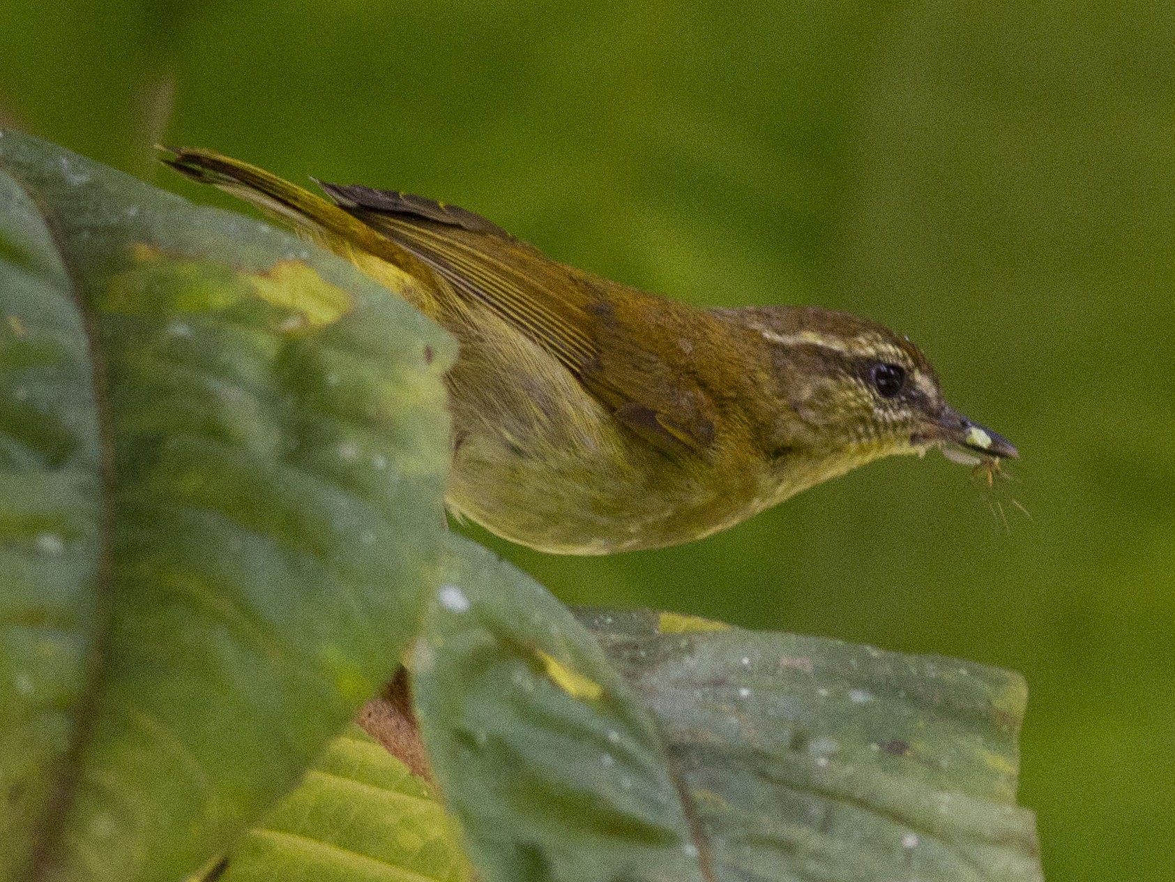 Sulawesi Leaf Warbler - eBird