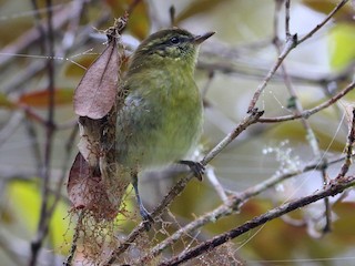 Sulawesi Leaf Warbler - eBird