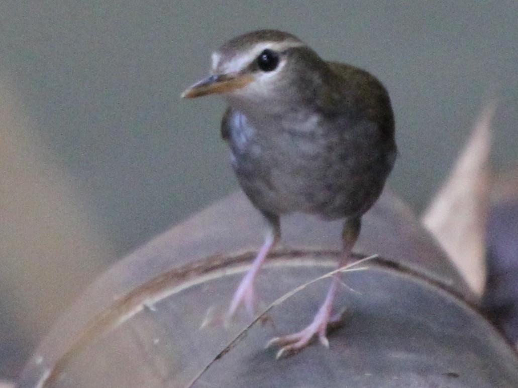 Buntut-tumpul timor - eBird