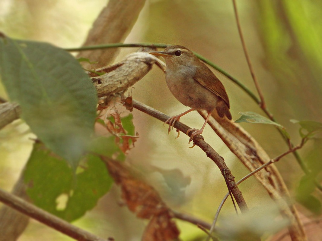 Timor Stubtail - eBird