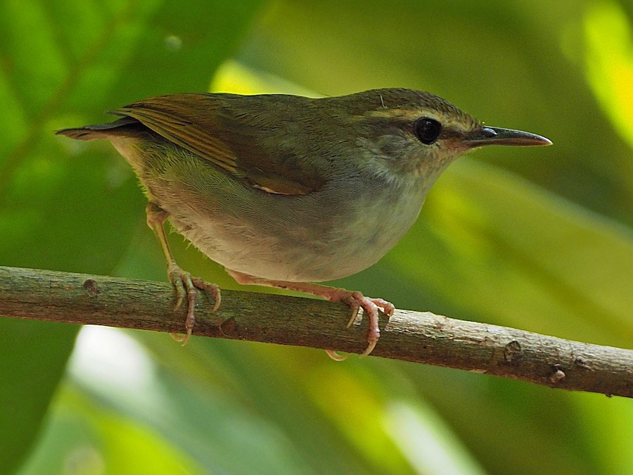 Timor Stubtail - eBird