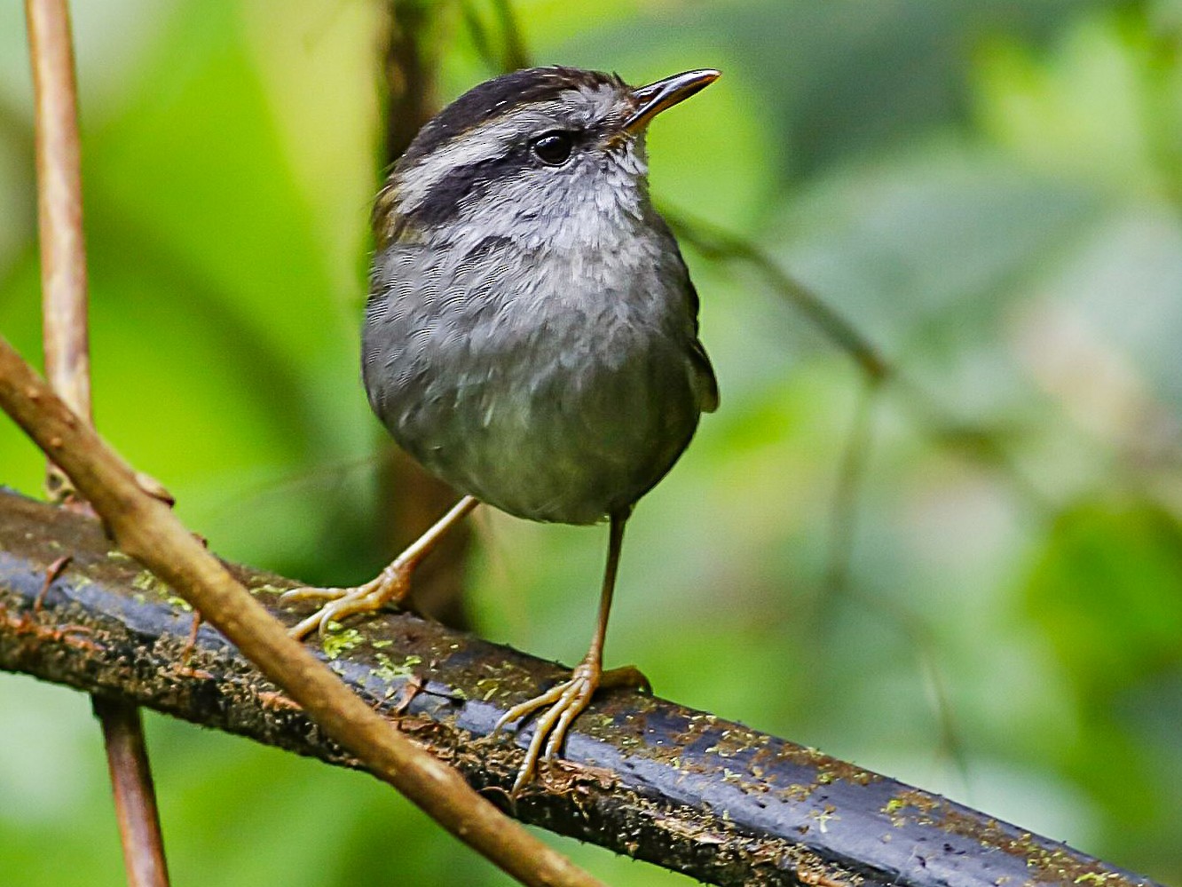 Javan Tesia - eBird