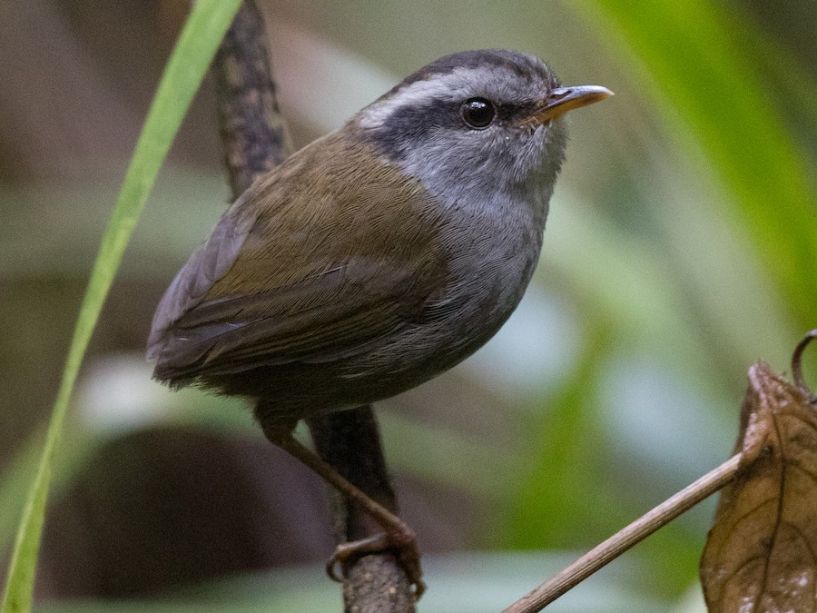 Javan Tesia - eBird