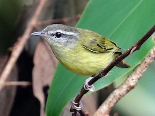 Island Leaf Warbler - eBird
